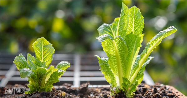 7 Benefits of Chlorophyll – AMMD
